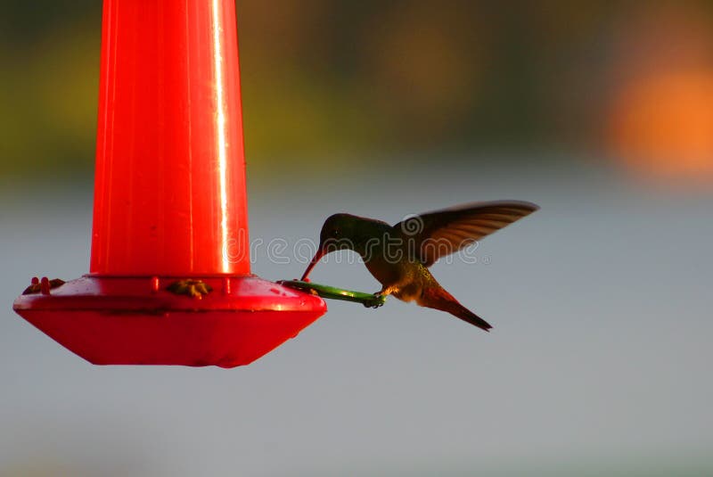 Swarm of Hummingbirds at a Feeder Stock Photo - Image of nature, fauna ...