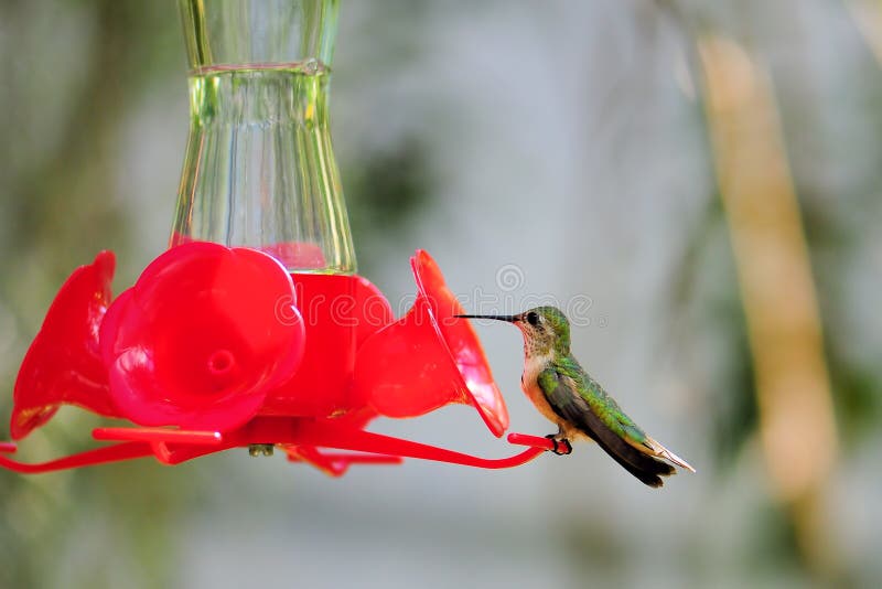 Hummingbird on feeder stock image. Image of creature - 25354497