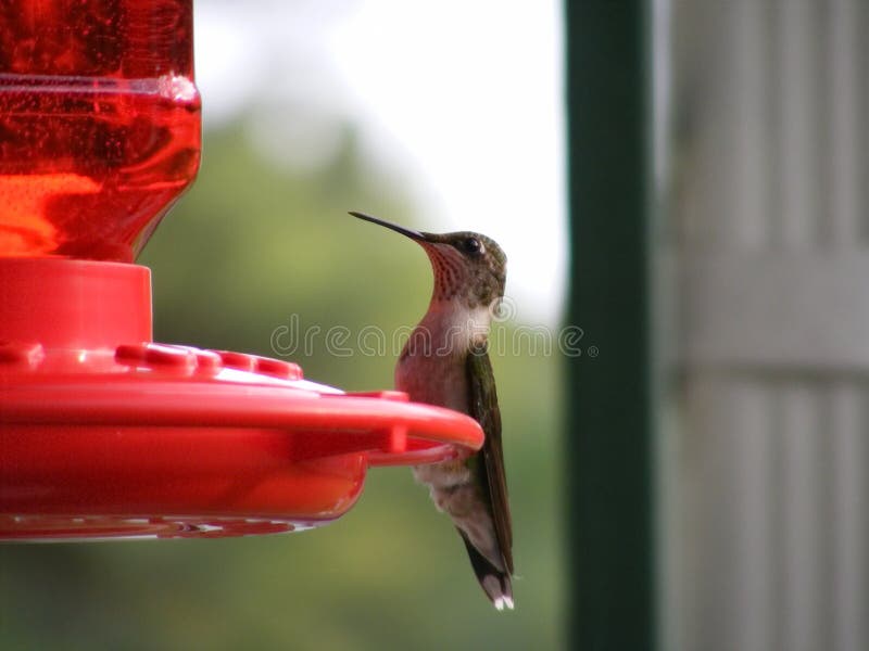 Hummingbird at Feeder stock photo. Image of wings, beak - 3221700