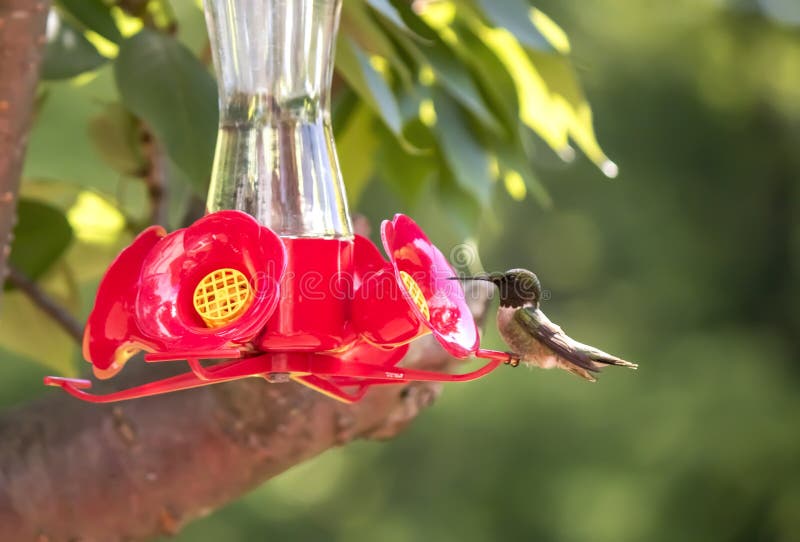 Ruby-Throated Hummingbird Approaches Feeder Stock Photo - Image of ruby ...