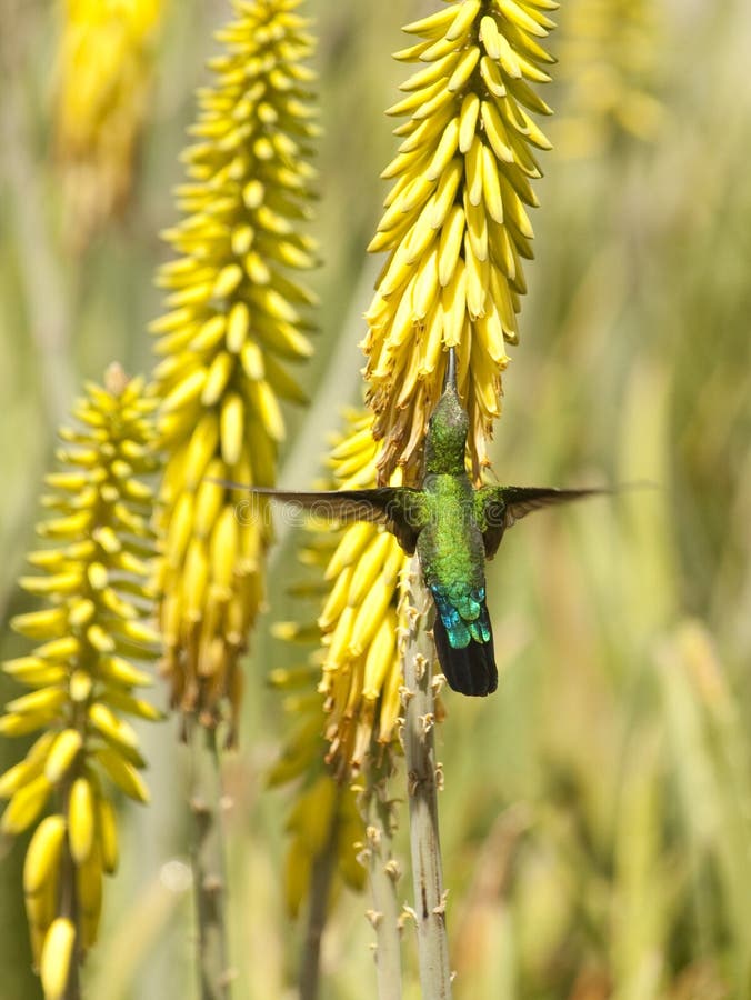 Hummingbird Feeding Picture. Image: 13612079