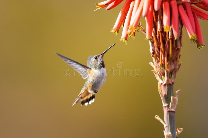 Hummingbird with Cactus Blooms. Stock Photo - Image of nectar, tiny ...