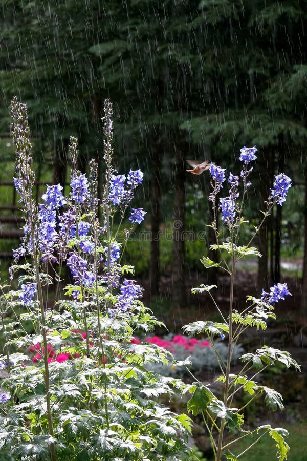 Delphinium Hummingbird Stock Photos - Free & Royalty-Free Stock Photos ...