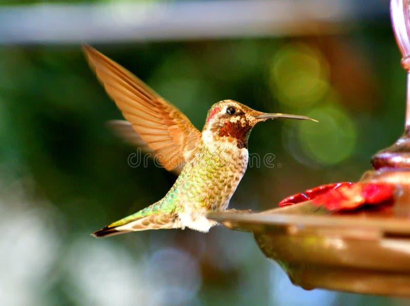 A Hummingbird Feeding from the Feeder Stock Image - Image of flying ...