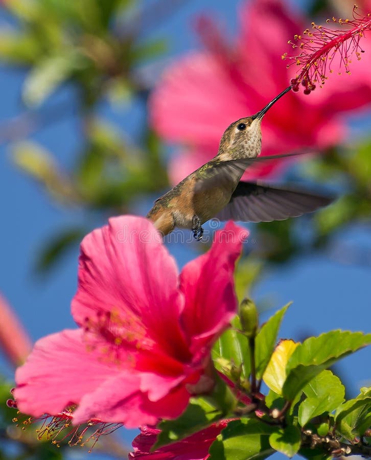 Hummingbird Feeding in Late Afternoon Stock Photo - Image of flying ...