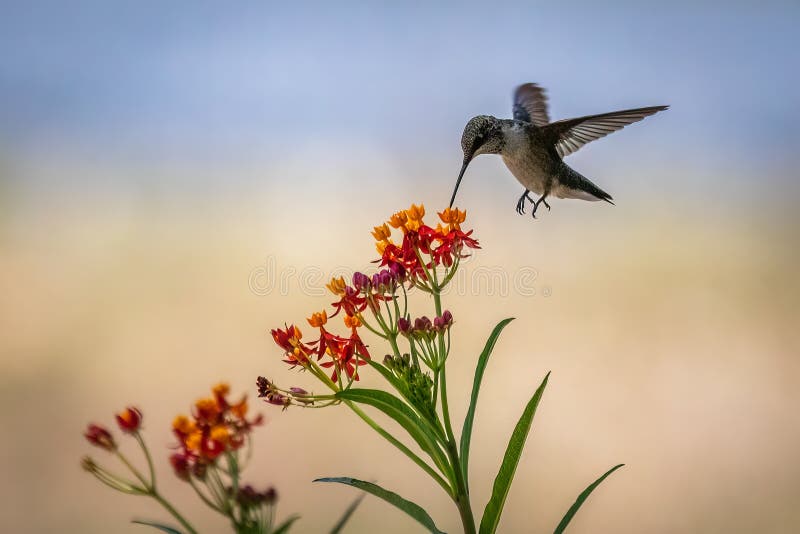 Hummingbird Feeding on a Milk Weed Blossom Stock Image - Image of ...