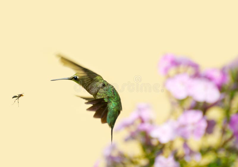 Hummingbird fleeing wasp. stock photo. Image of colorful - 26469006