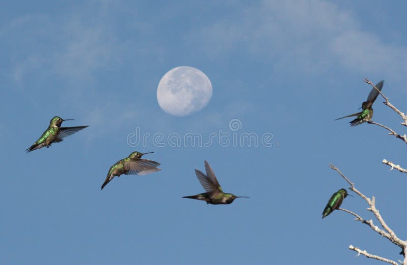 Hummingbird fleet stock image. Image of moon, hummingbird - 63423679