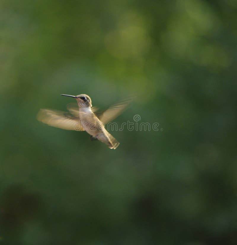 Hummingbird in Flight stock photo. Image of hummingbird - 14619008