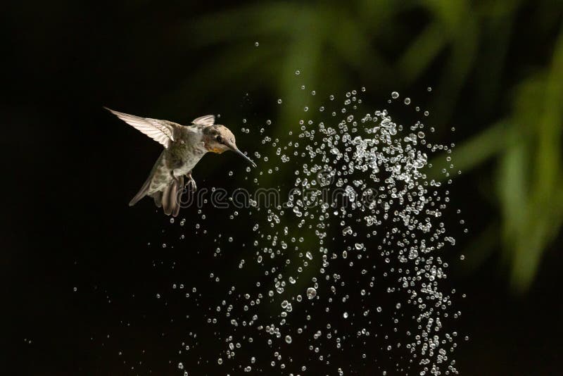 Hummingbird in Flight stock photo. Image of feathers - 256076586