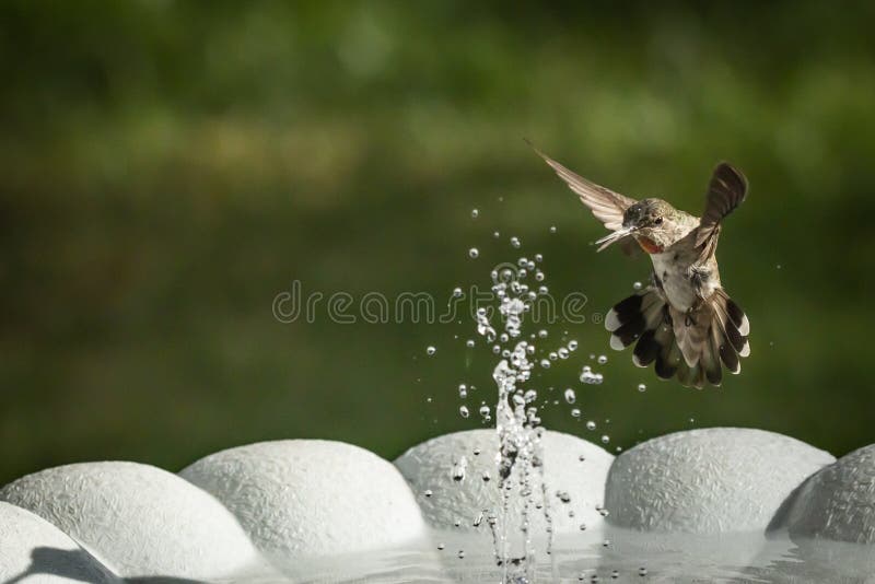 Hummingbird in Flight stock image. Image of floating - 256076677