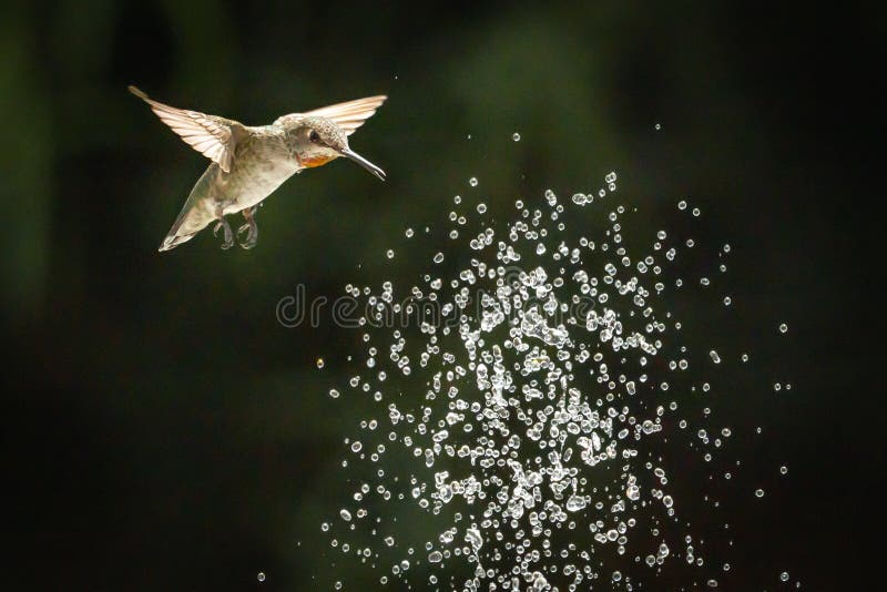 Hummingbird in Flight stock image. Image of hummingbird - 256076733