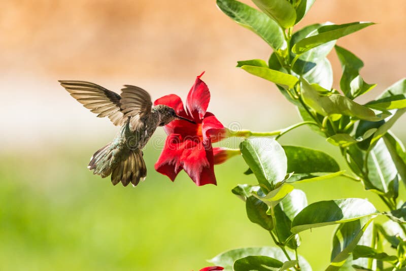Hummingbird in Flight stock image. Image of colorful - 256076843