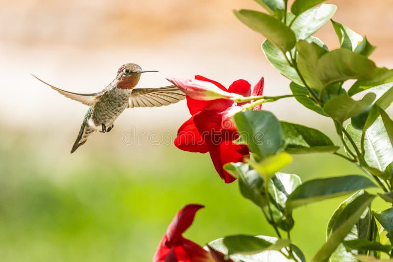 Hummingbird in Flight stock photo. Image of flight, small - 256076864