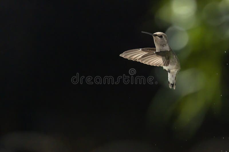 Hummingbird in Flight stock image. Image of avian, hummingbird - 256076883