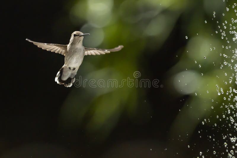 Hummingbird in Flight stock photo. Image of animal, colorful - 256076894