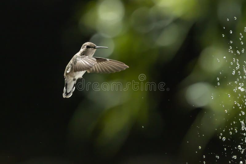 129 Hummingbird Fountain Stock Photos - Free & Royalty-Free Stock ...