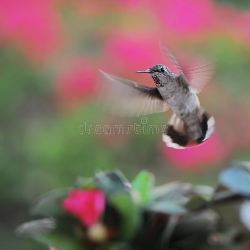 Hummingbird in flight stock image. Image of backyard - 26477837