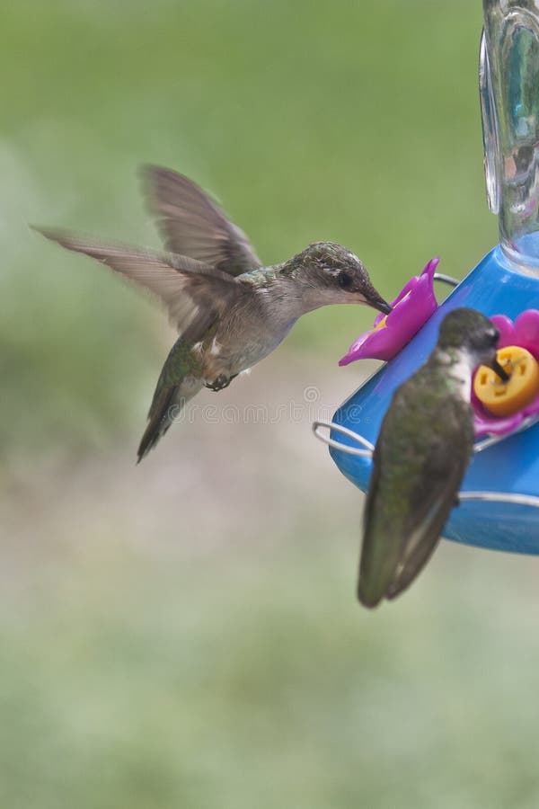 Hummingbird in flight stock photo. Image of garden, bird - 27443478