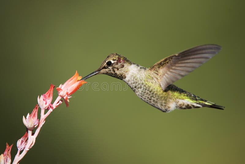 Hummingbird In Flight Picture. Image: 8666081