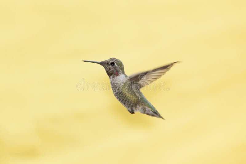 Hummingbird in Flight stock photo. Image of cool, copy - 67396320