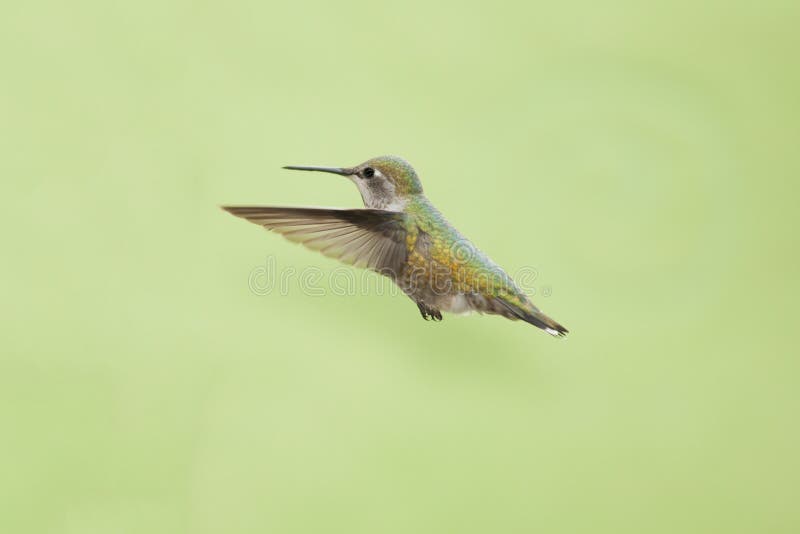 Hummingbird in Flight stock image. Image of beak, elegant - 67396355