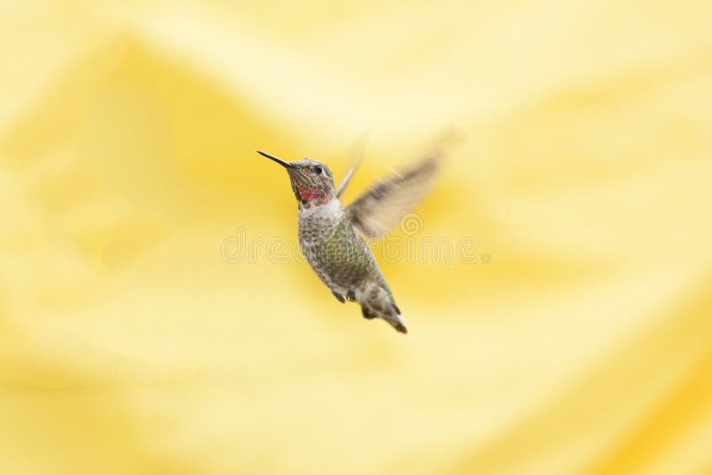 Hummingbird in Flight stock image. Image of elegant, color - 67396403