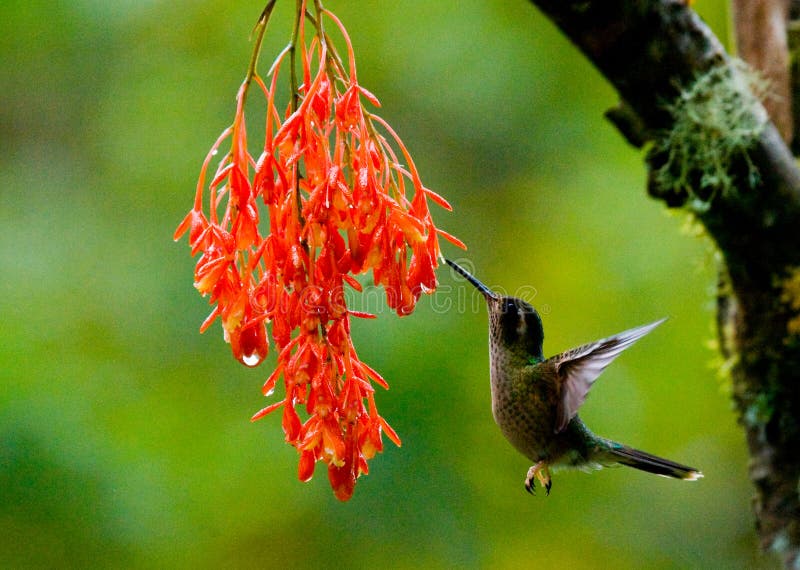 Hummingbird in Flight at a Flower. Ecuador. a Tropical Forest Stock ...