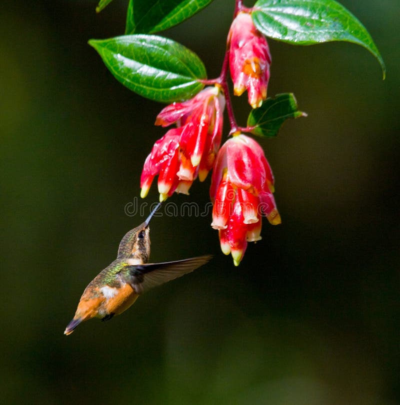Hummingbird in Flight at a Flower. Ecuador. a Tropical Forest Stock ...