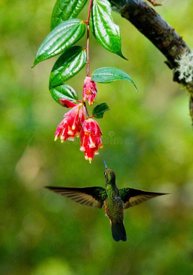 Hummingbird in Flight at a Flower. Ecuador. a Tropical Forest Stock ...