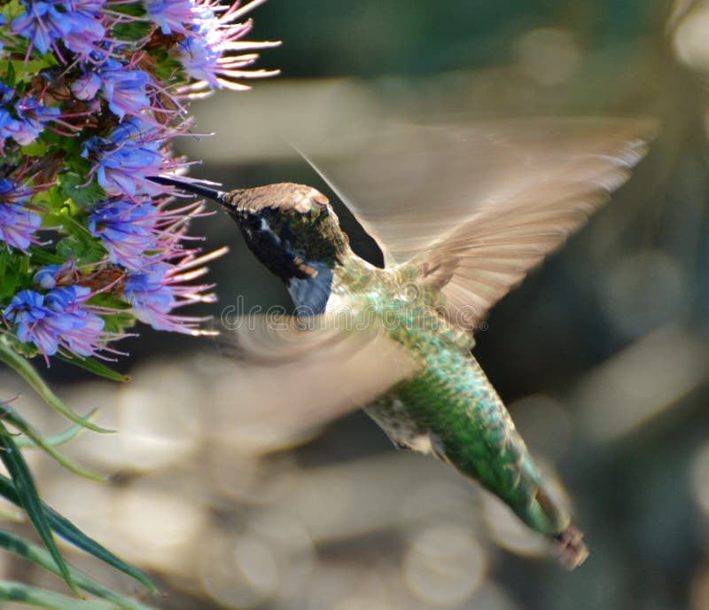 Hummingbird in Flight stock photo. Image of feathers - 50108376