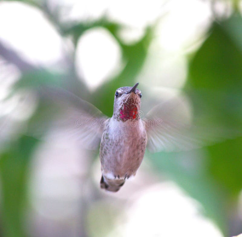 Hummingbird in flight stock image. Image of virginia - 98883207