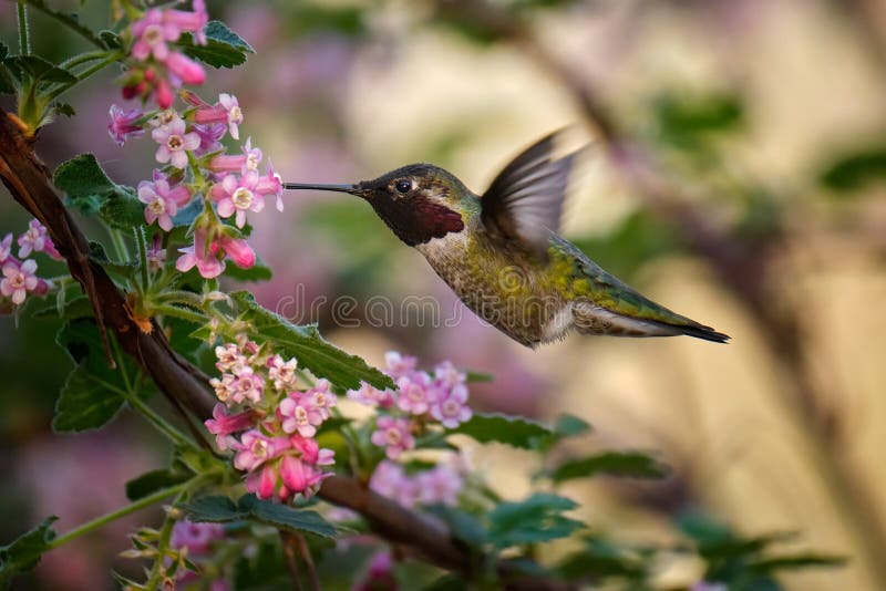 Hummingbird in Flight Near a Blooming Tree with Pink Flowers Stock ...
