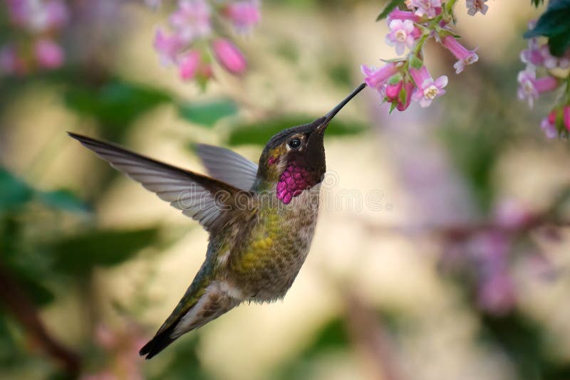 Hummingbird in Flight Near a Blooming Tree with Pink Flowers Stock ...