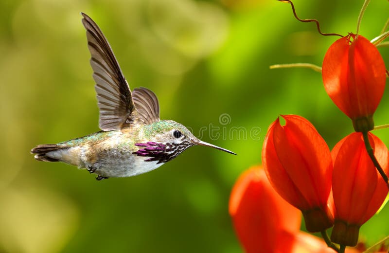 Hummingbird in Flight Over Green Background Stock Photo - Image of ...