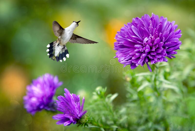 Hummingbird in flight stock image. Image of color, backdrop - 35030185