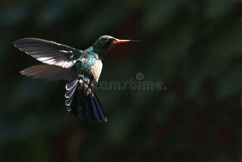 Hummingbird in flight stock photo. Image of wildlife - 70215594