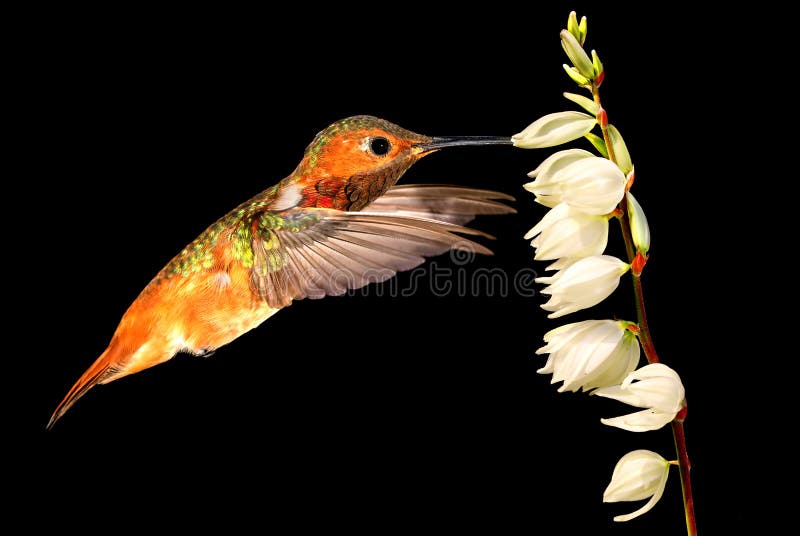 Hummingbird on Black Background Stock Image - Image of birding, flower ...