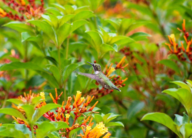 Hummingbird stock photo. Image of animal, serenity, fire - 96710868