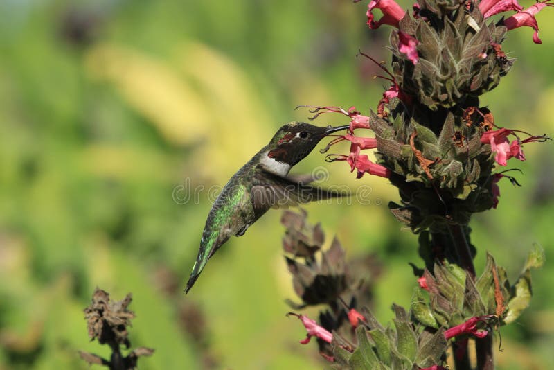 Hummingbird and flower stock image. Image of blossoming - 31105101