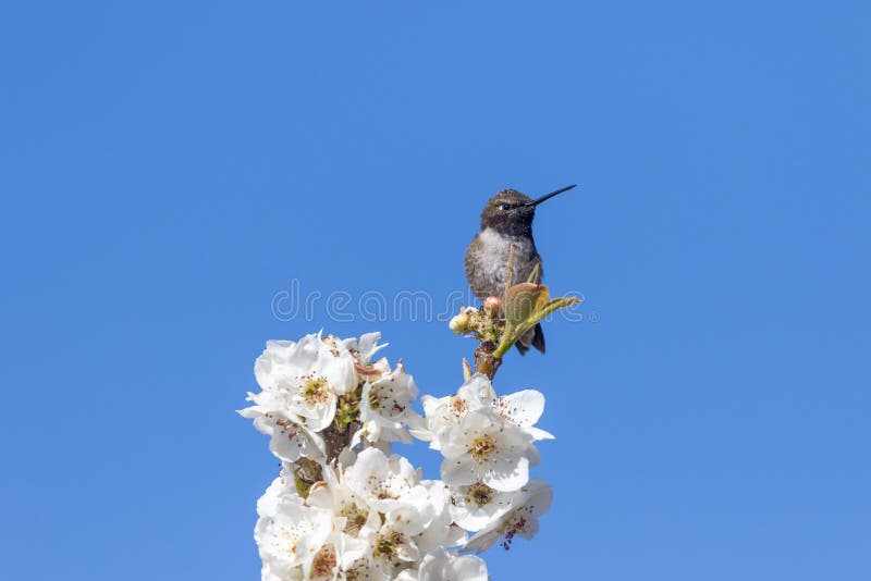 Hummingbird on Flowers stock photo. Image of avian, outdoors - 206769852