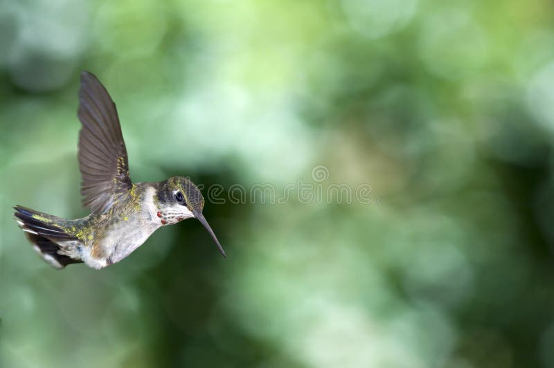 Hummingbird Fly-by Picture. Image: 6195462
