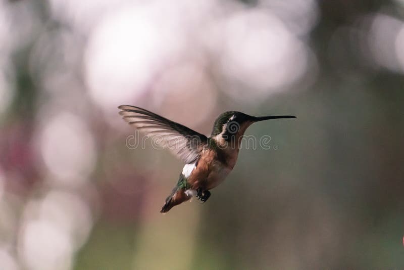 A Hummingbird Flying Around Stock Photo - Image of nature, finch: 220111160