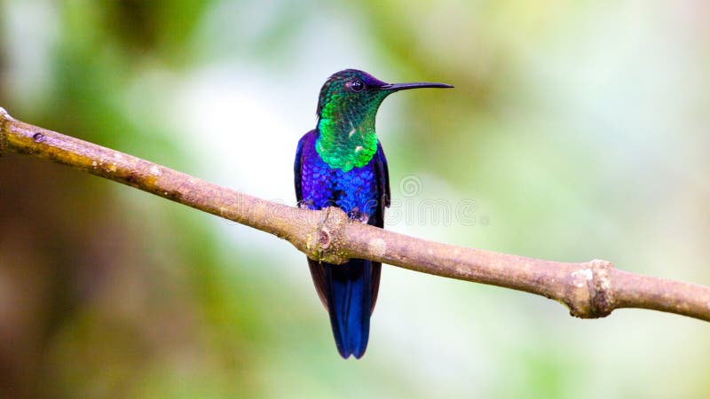 Hummingbird Flying in Costa Rica Stock Photo - Image of hummingbird ...