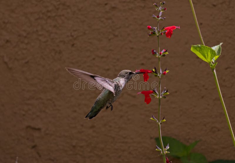 Hummingbird Flying for Nectar in Phoenix, Side View. Stock Photo ...
