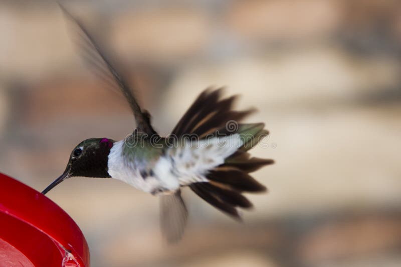 Hummingbird stock photo. Image of feed, wing, fast, hummingbird - 33464634