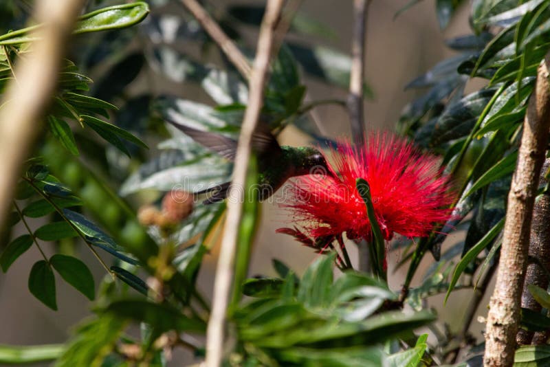 Hummingbird Getting Food on a Red Flower Stock Photo - Image of flower ...