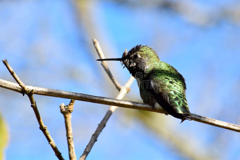 Anna`s Hummingbird Green Feathers 14 Stock Photo - Image of annas, tree ...