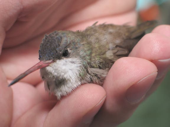 Hummingbird in hand stock image. Image of beak, gripping - 403441
