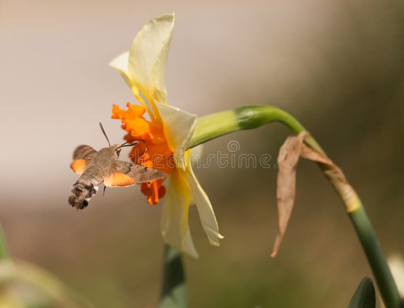 Hummingbird Hawk Insect Sucking from Lilly Flower Stock Photo - Image ...
